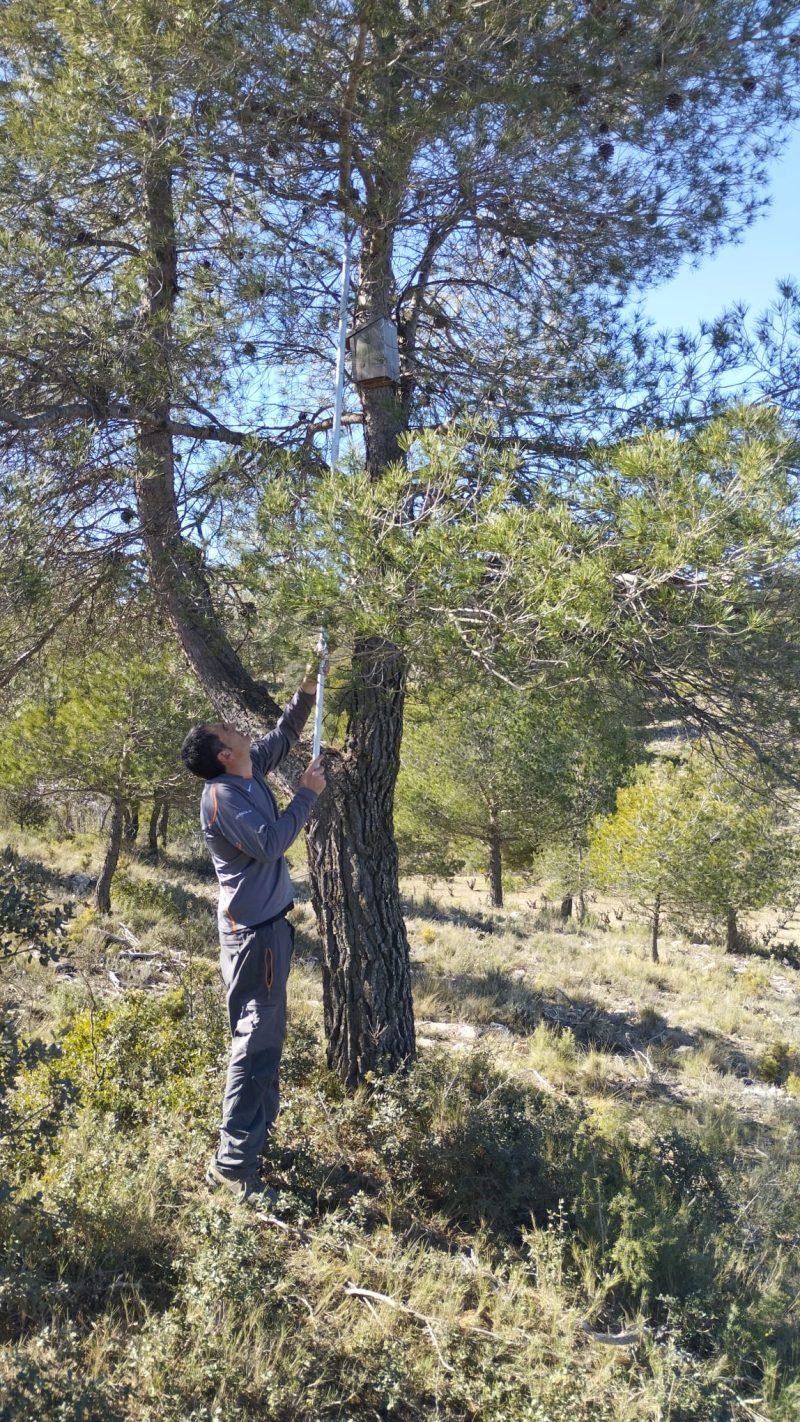 El proyecto MONAU refuerza la conservación de aves en Sinarcas